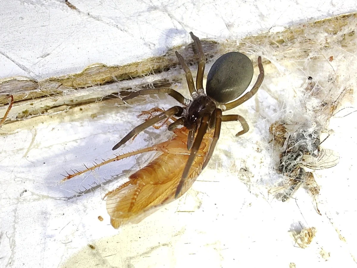 Southern House Spiders - Identification & Control