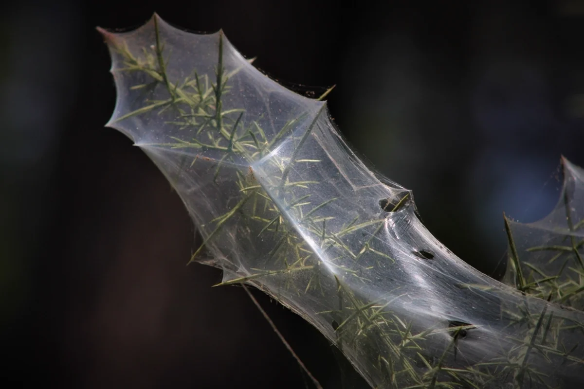 Spider Mites - Identification & Control | Better Termite