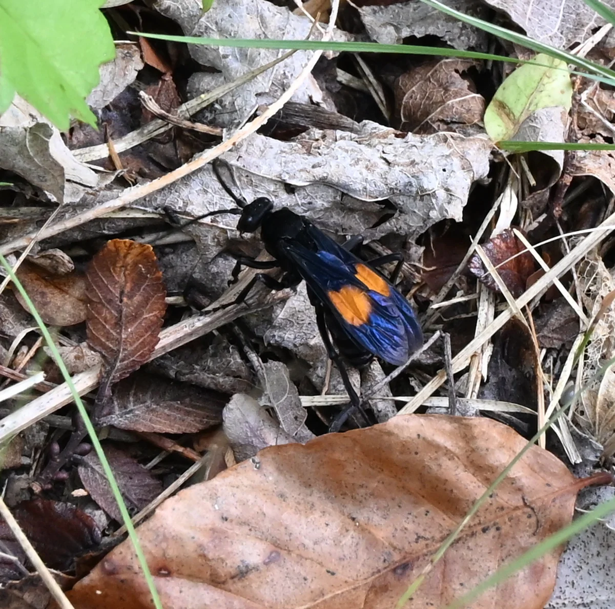 Spider Wasps - Better Termite & Pest Control