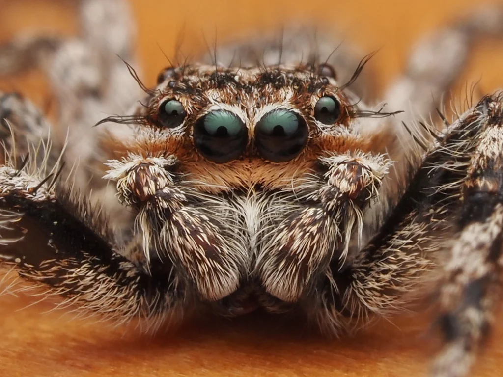 Tan Jumping Spider - Identification & Control