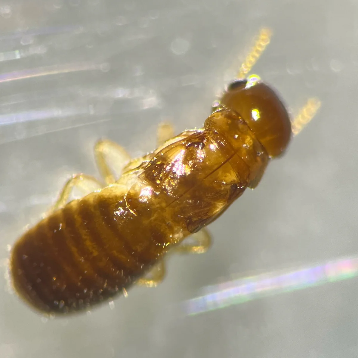 West Indian Drywood Termites - Identification & Control