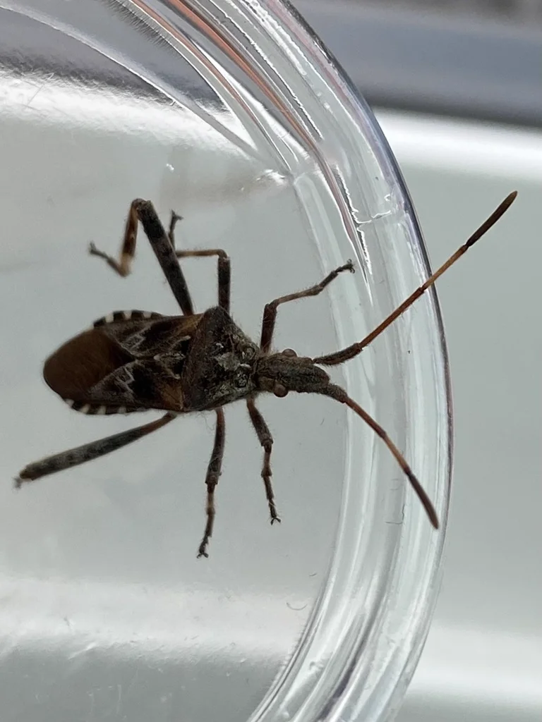 Western Conifer Seed Bugs - Better Termite & Pest Control