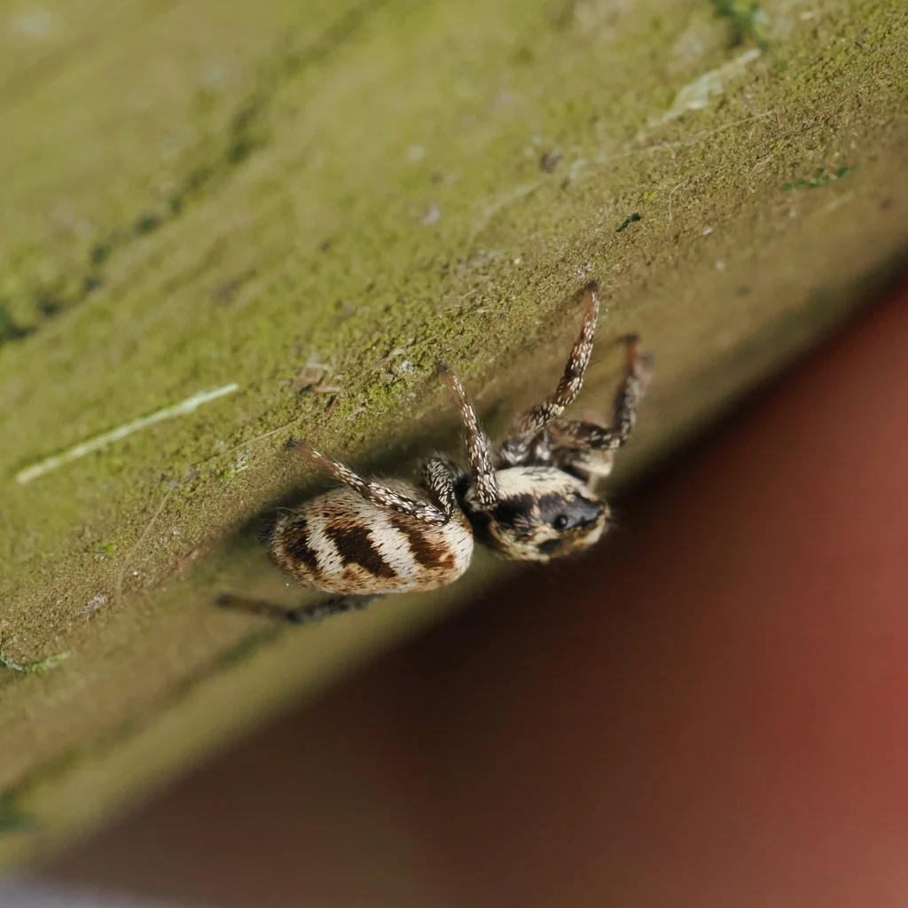 Zebra Jumping Spider - Identification & Control