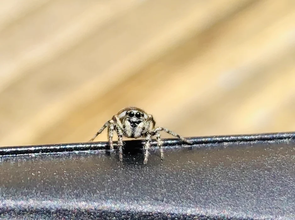 Zebra Jumping Spider - Identification & Control