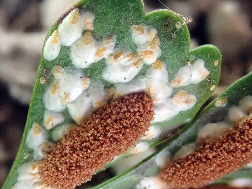 Scale Insects - Identification & Control | Better Termite