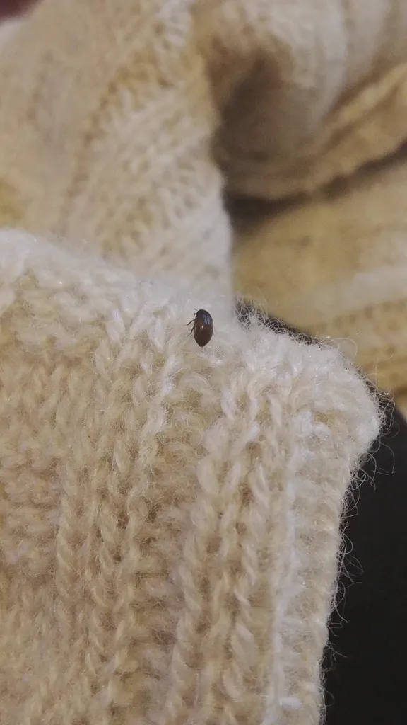 Skin Beetles: Identification, Damage & Control Guide