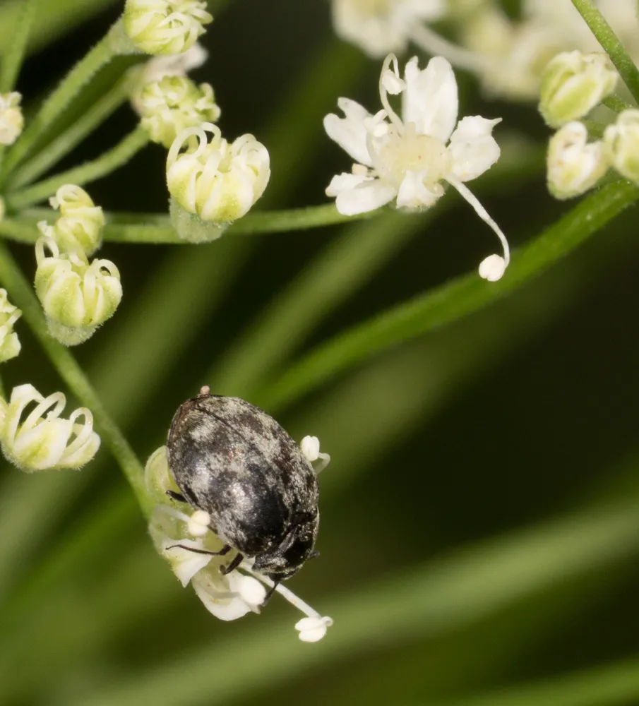 Skin Beetles: Identification, Damage & Control Guide