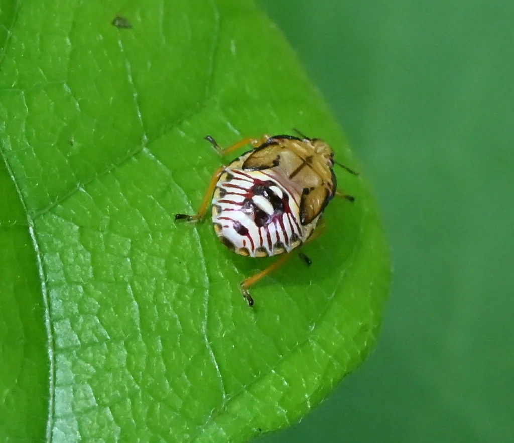 Soldier Bugs | Better Termite & Pest Control