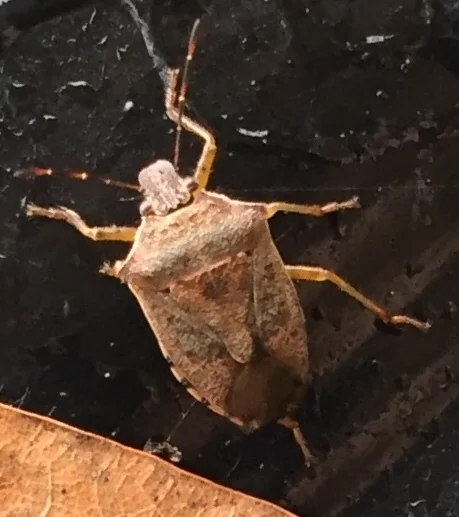 Soldier Bugs | Better Termite & Pest Control