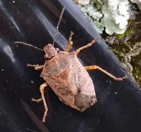 Soldier Bugs | Better Termite & Pest Control