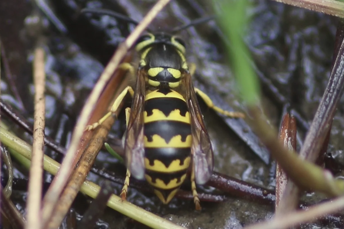 Western Yellowjackets - Better Termite & Pest Control