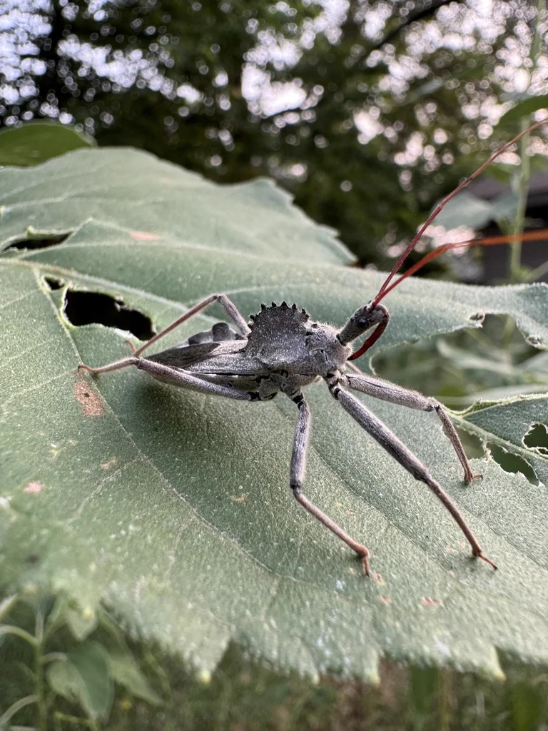 Wheel Bugs | Better Termite & Pest Control